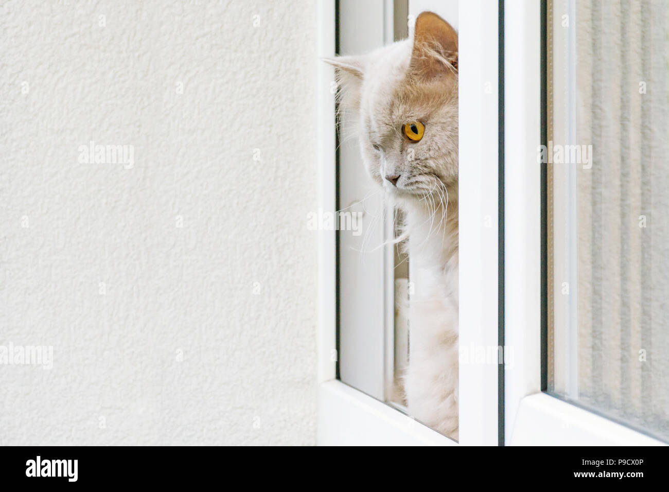 A gray cat looking out of the window. Cat in a window on a window sill ...