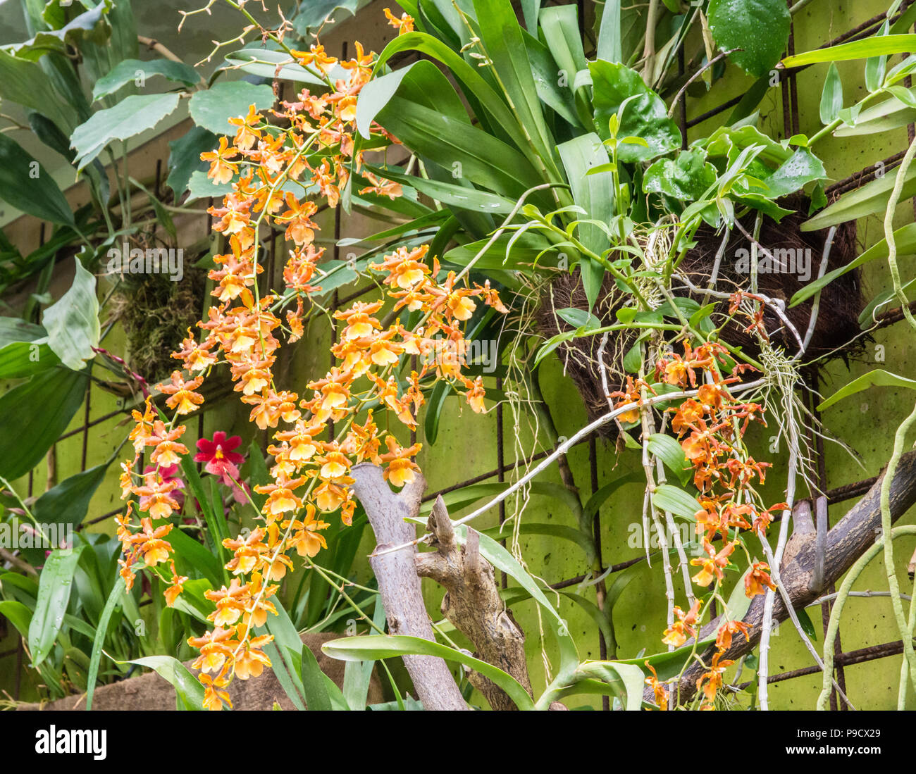 Tiger Orchid (Grammatophyllum speciosum). The worlds largest orchid in ...