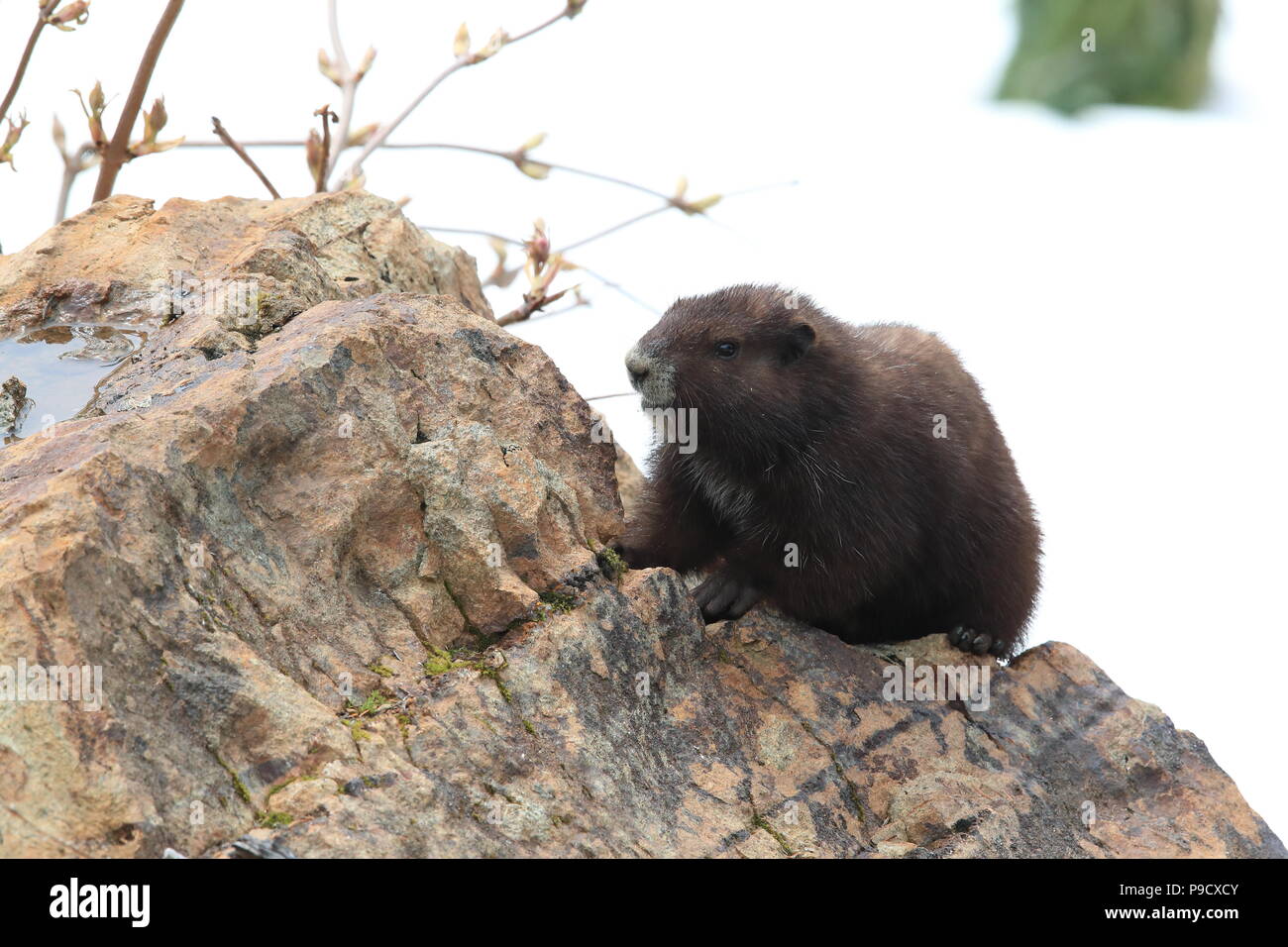 Vancouver Island Marmot, Marmota vancouverensis,Mount Washington ...
