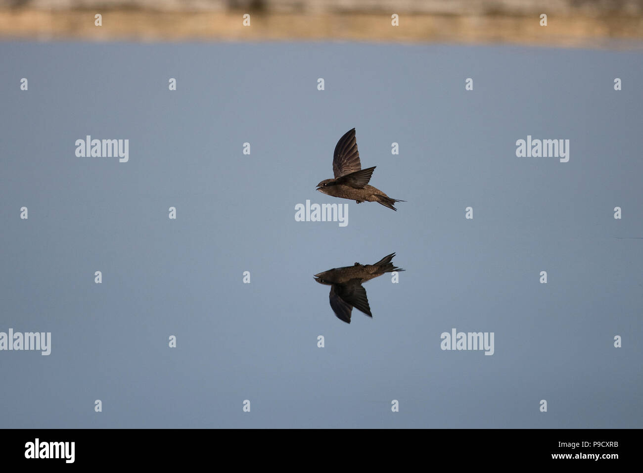 Common Swift (Apus apus Stock Photo - Alamy
