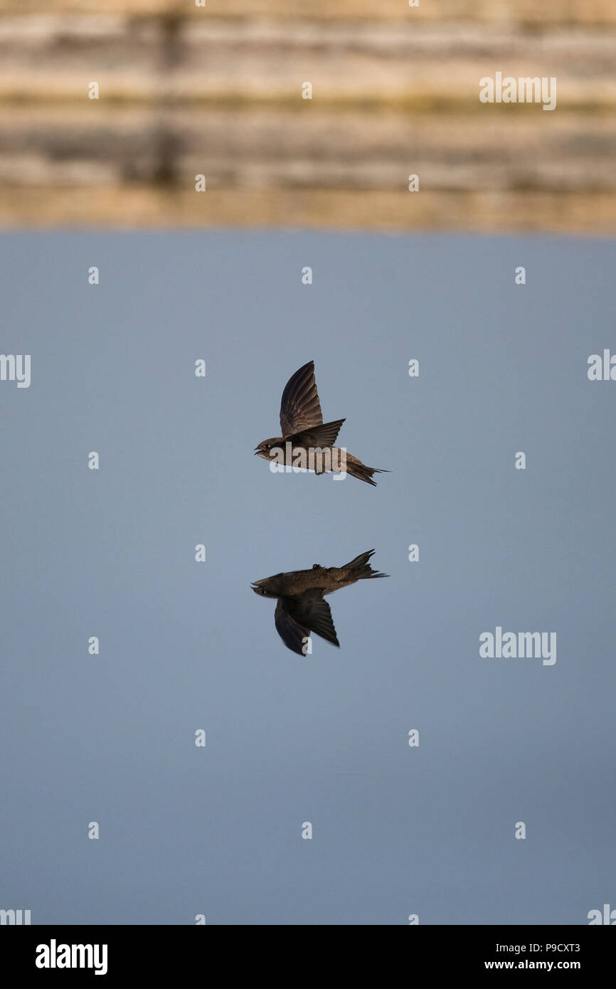 Common Swift (Apus apus Stock Photo - Alamy