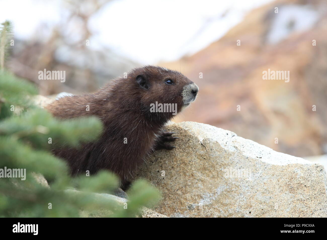 Vancouver Island Marmot, Marmota vancouverensis,Mount Washington ...