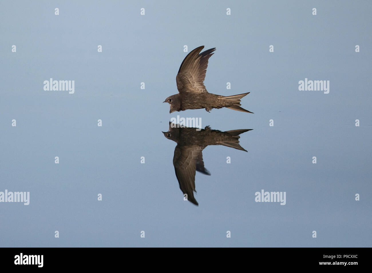 Common Swift (Apus apus Stock Photo - Alamy