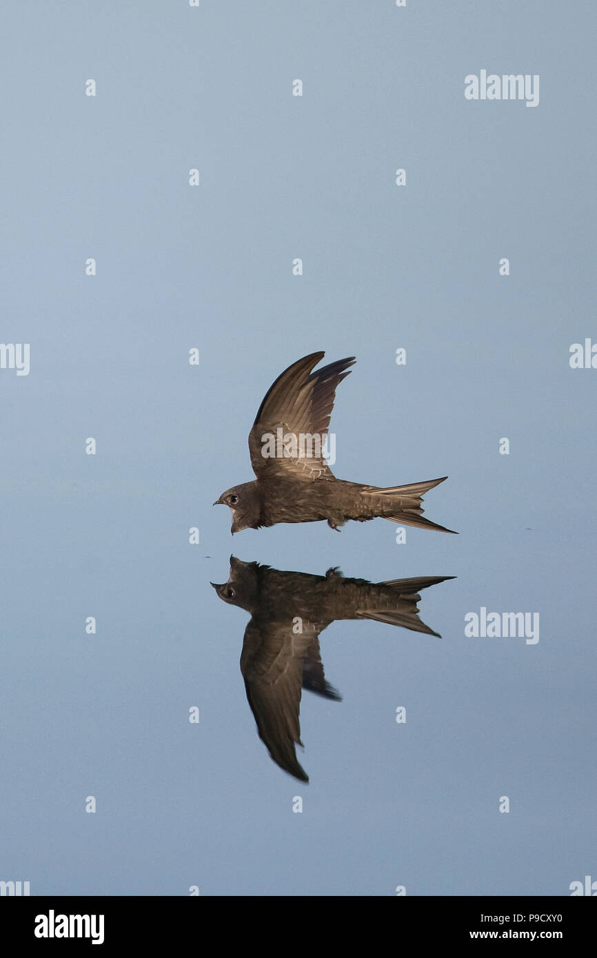 Common Swift (Apus apus Stock Photo - Alamy