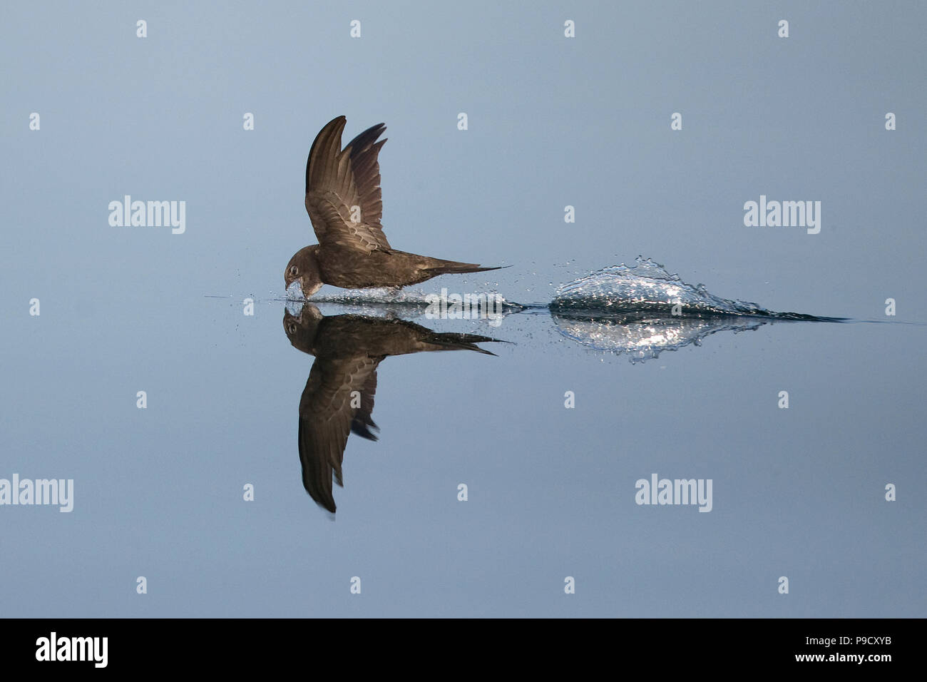 Common Swift (Apus apus Stock Photo - Alamy