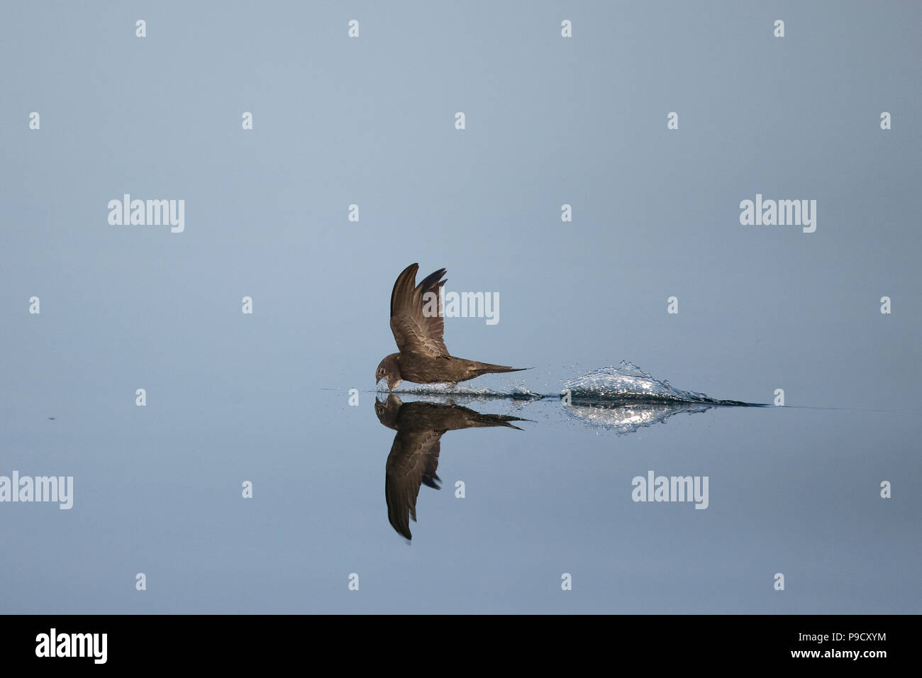 Common Swift (Apus apus Stock Photo - Alamy