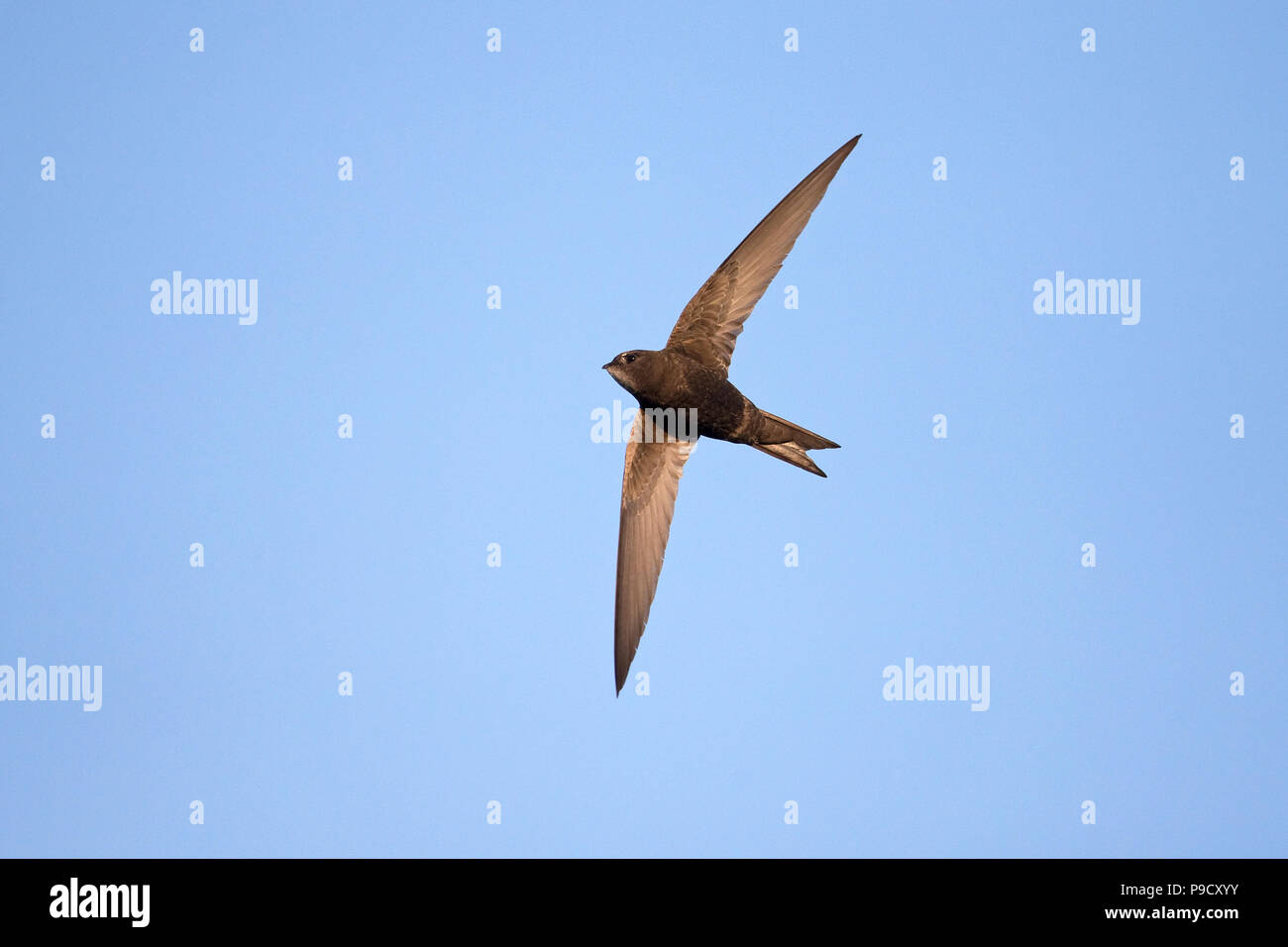 Common Swift (Apus apus Stock Photo - Alamy