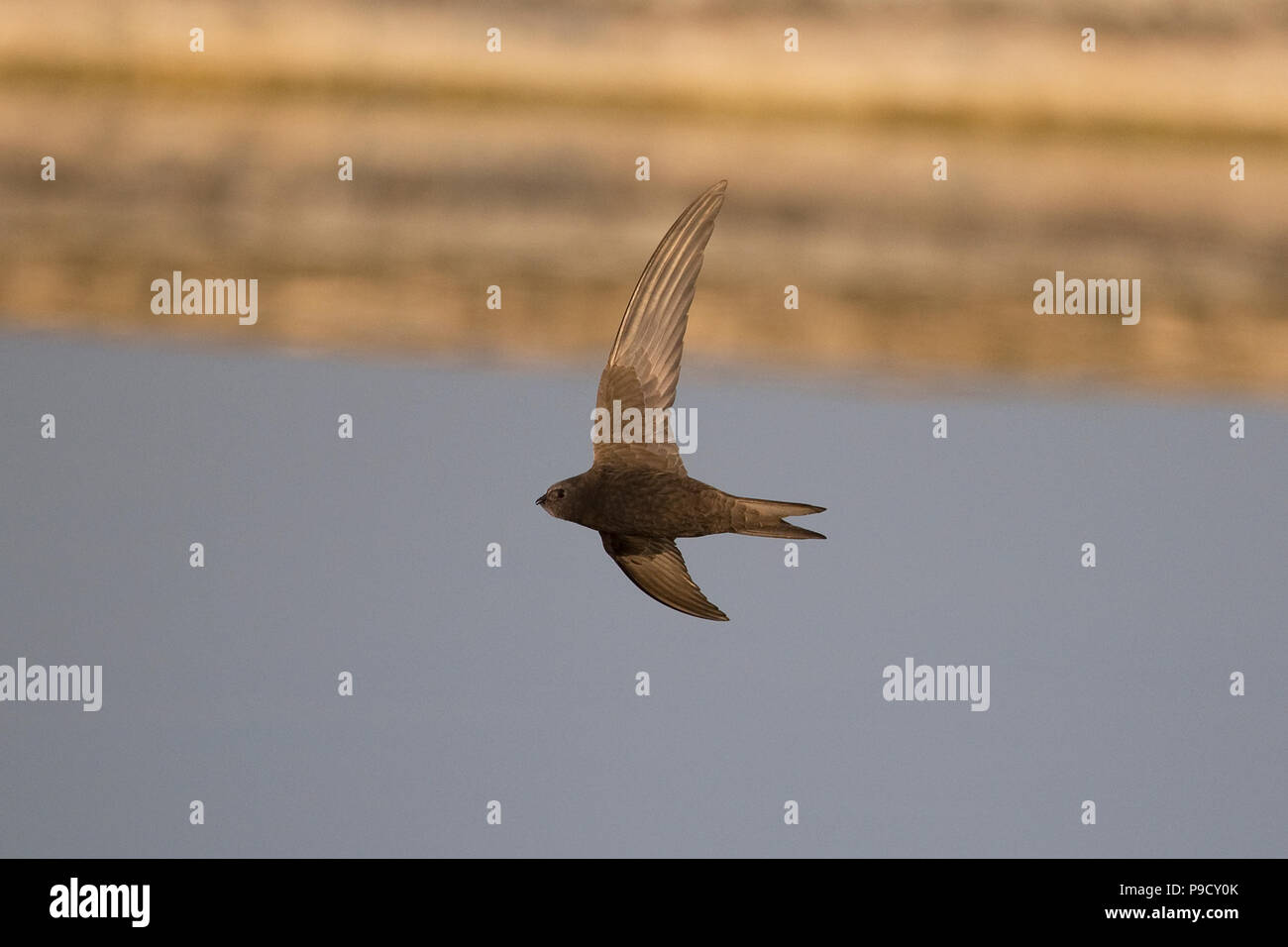 Common Swift (Apus apus Stock Photo - Alamy