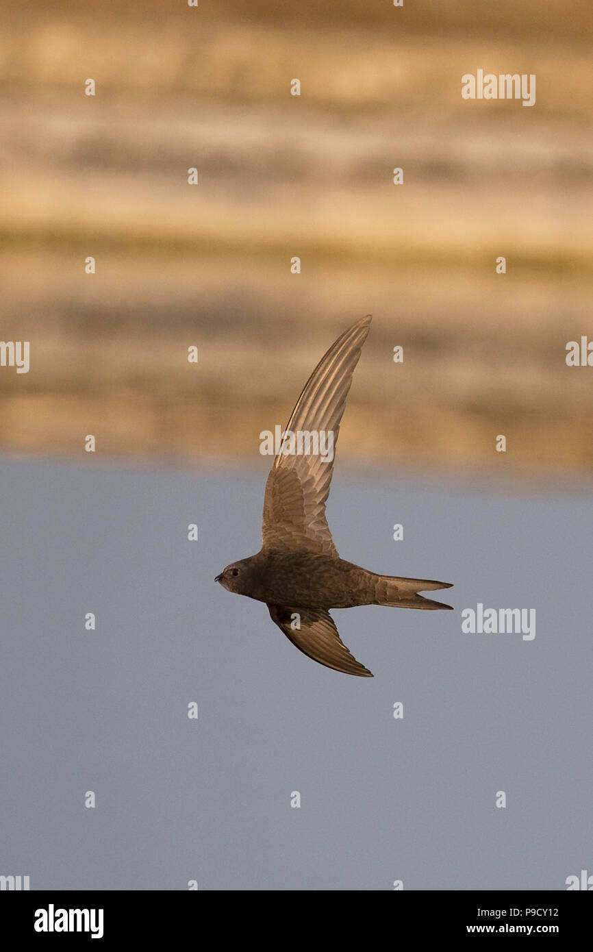 Swift bird hi-res stock photography and images - Alamy