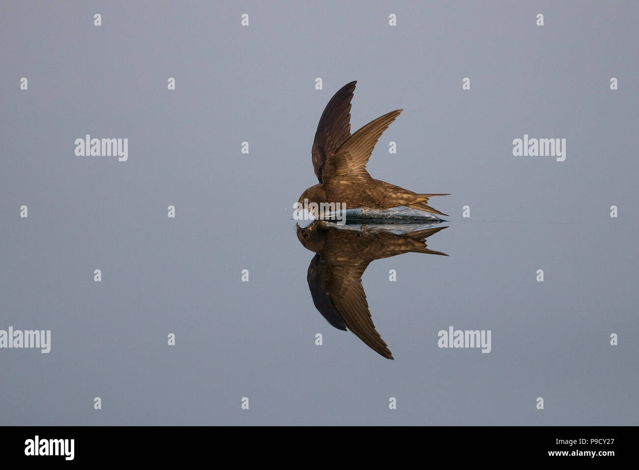 Common Swift (Apus apus Stock Photo - Alamy