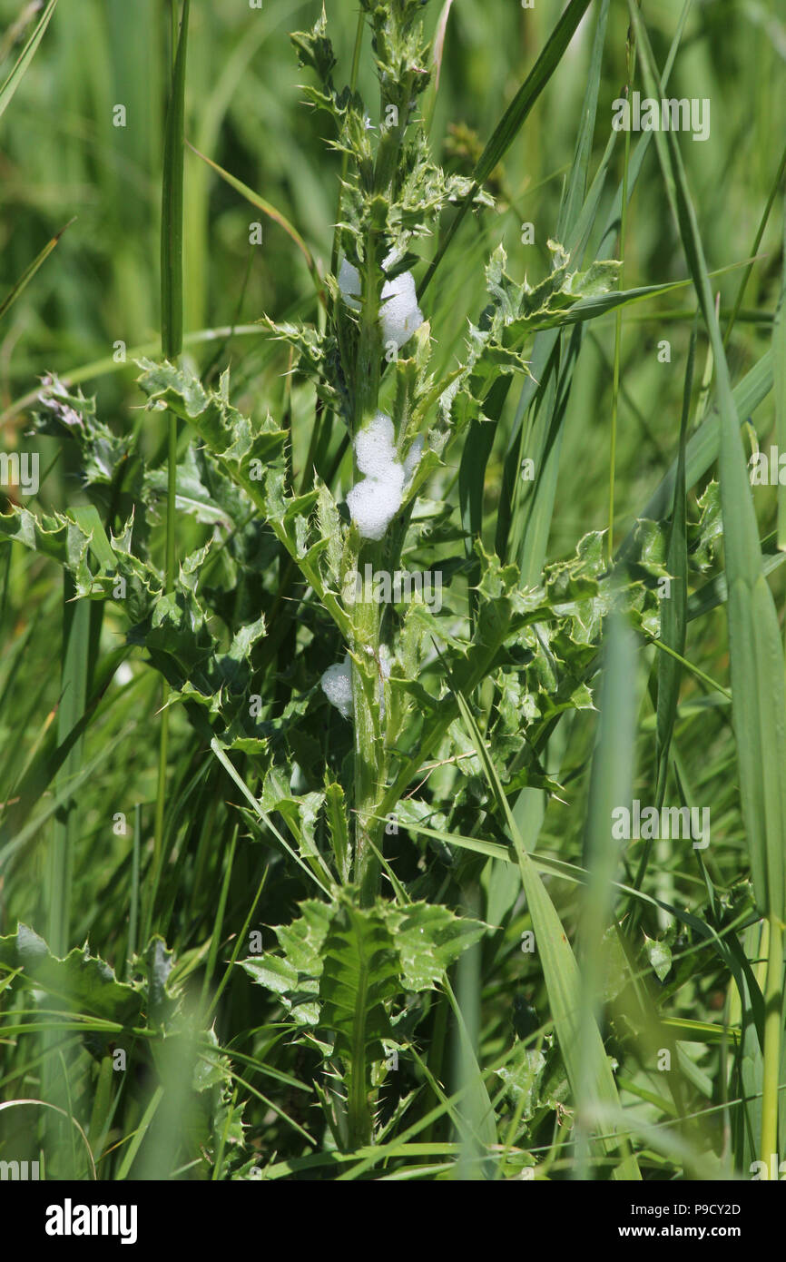 Spittle bug foam on a wild plant. Immature spittle bugs are hidden ...