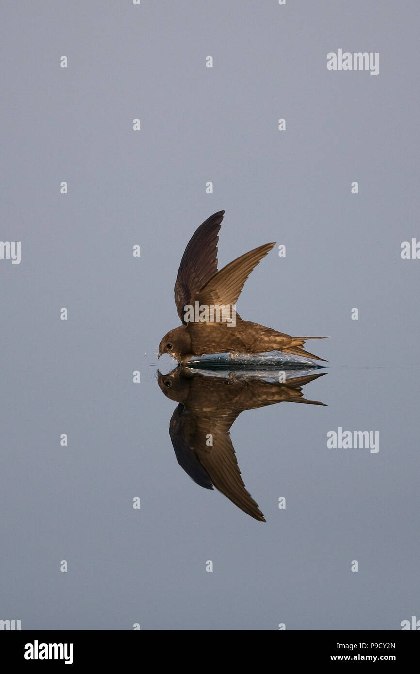 Common Swift (Apus apus Stock Photo - Alamy
