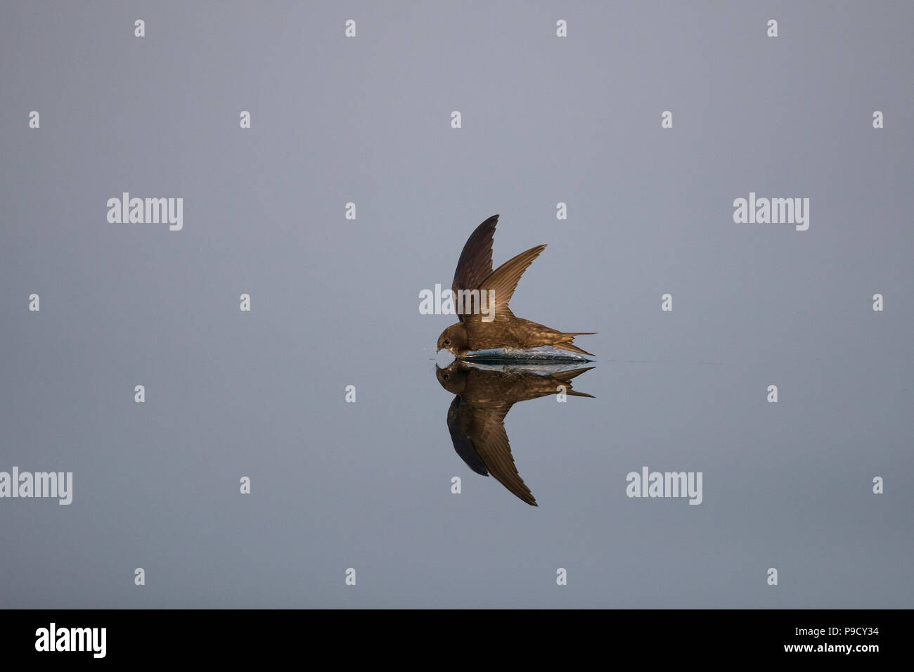 Common Swift (Apus apus Stock Photo - Alamy