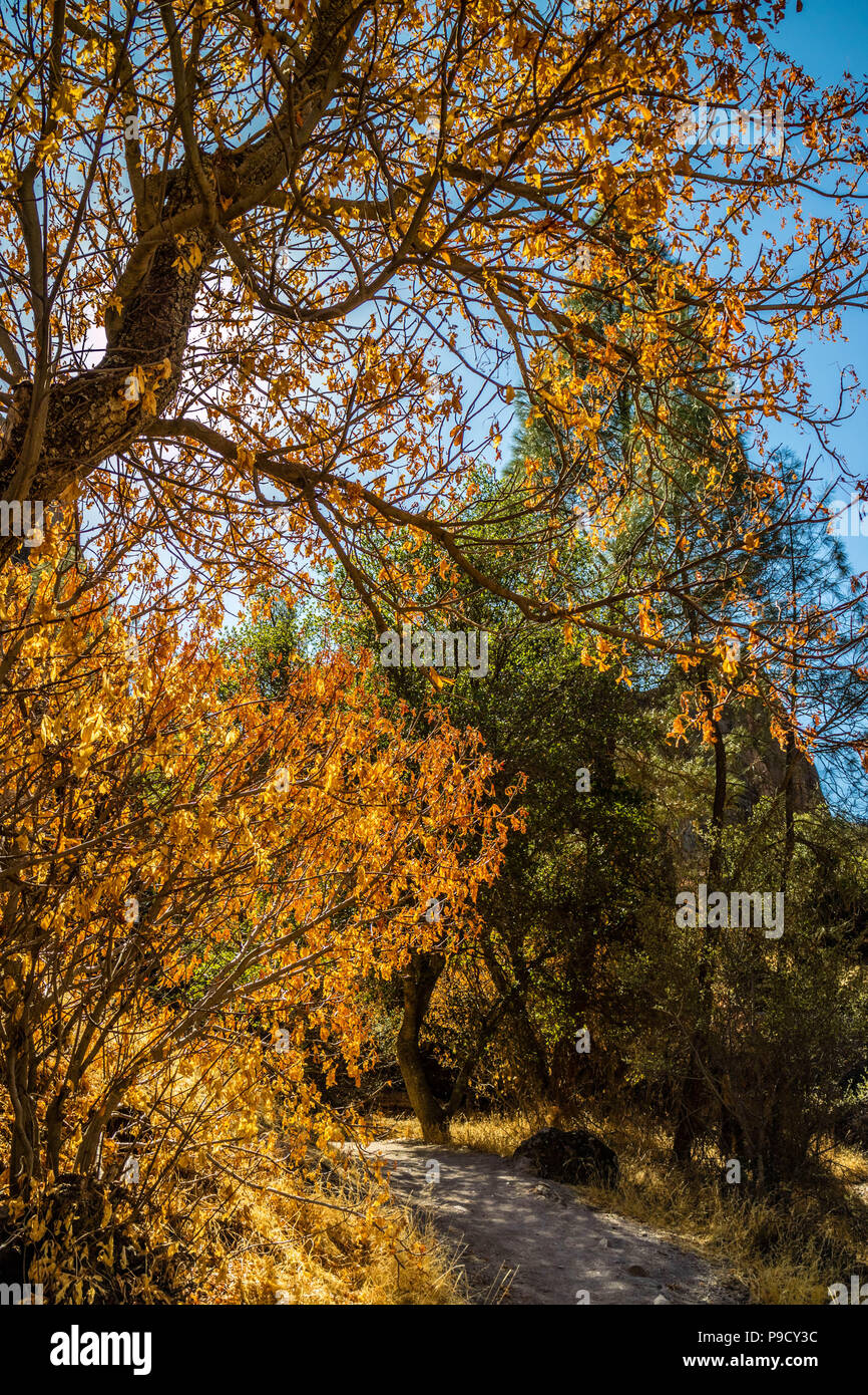 A magnificent view of forestal landscape in Pinnacle National Park ...