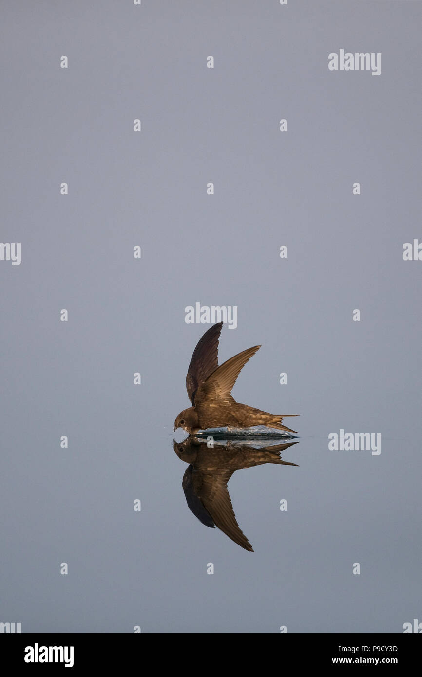 Common Swift (Apus apus Stock Photo - Alamy