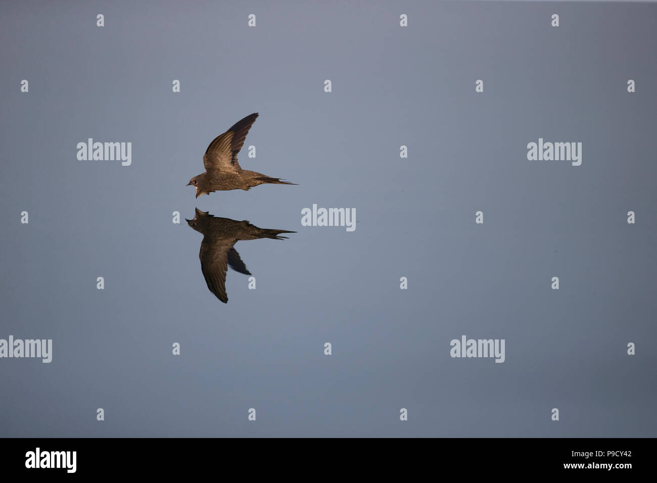 Common Swift (Apus apus Stock Photo - Alamy