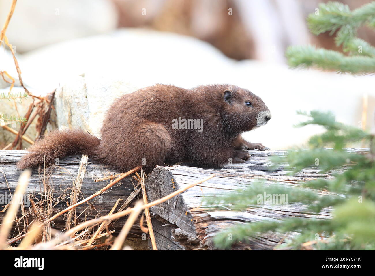 Vancouver Island Marmot, Marmota vancouverensis,Mount Washington ...