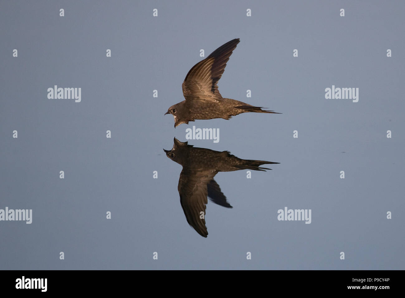 Common Swift (Apus apus Stock Photo - Alamy