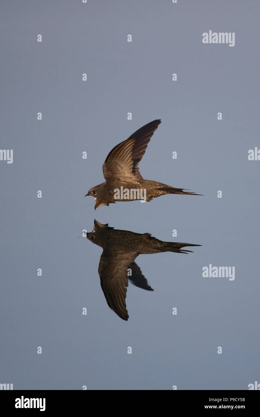 Common Swift (Apus apus Stock Photo - Alamy