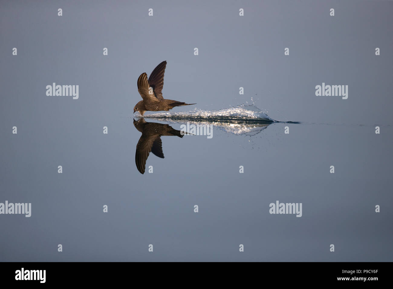Swift Skims The Water High Resolution Stock Photography and Images - Alamy