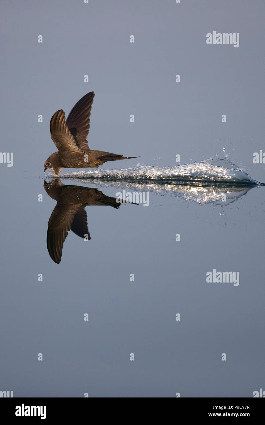 Common Swift (Apus apus Stock Photo - Alamy