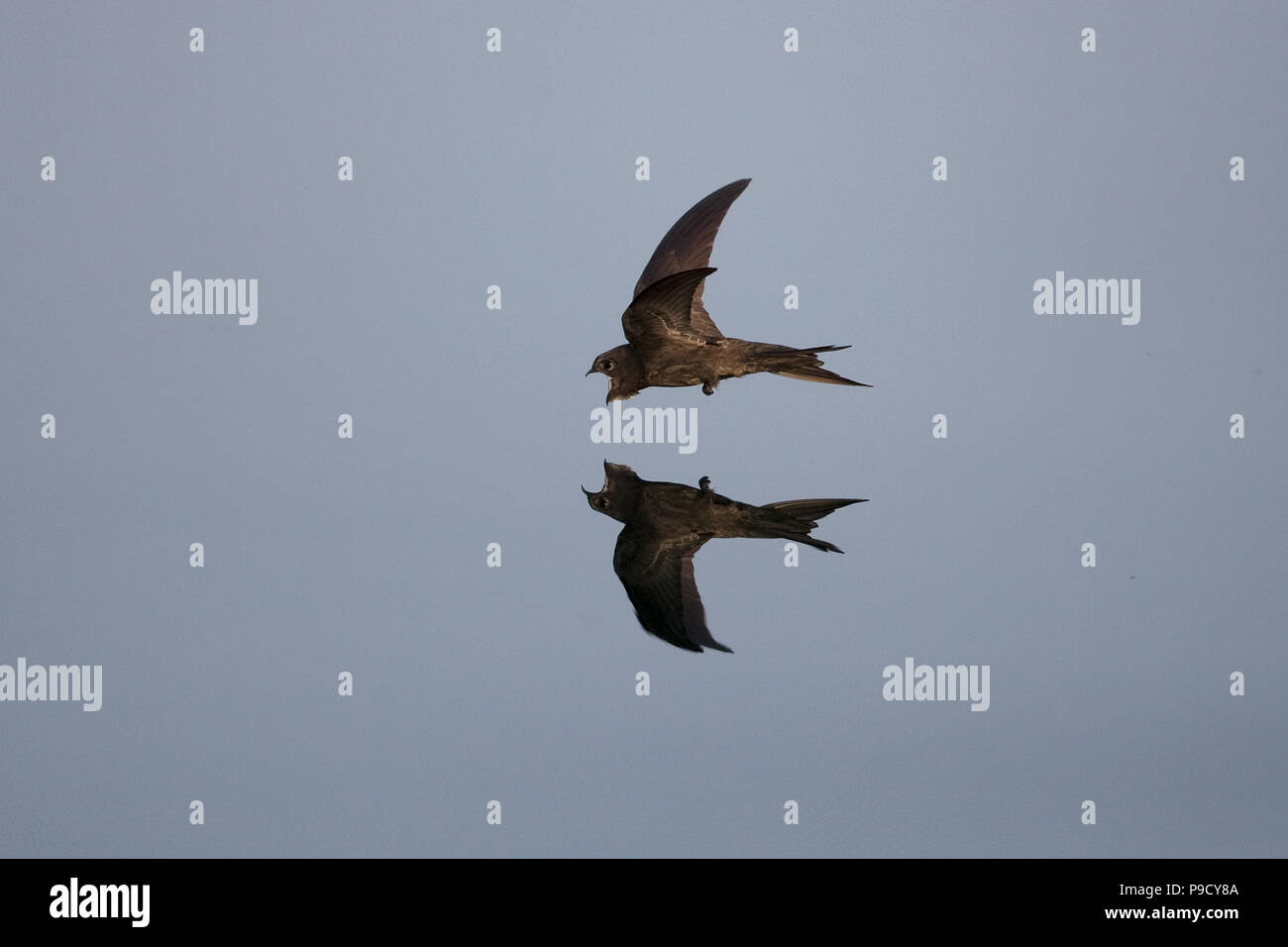 Common Swift (Apus apus Stock Photo - Alamy