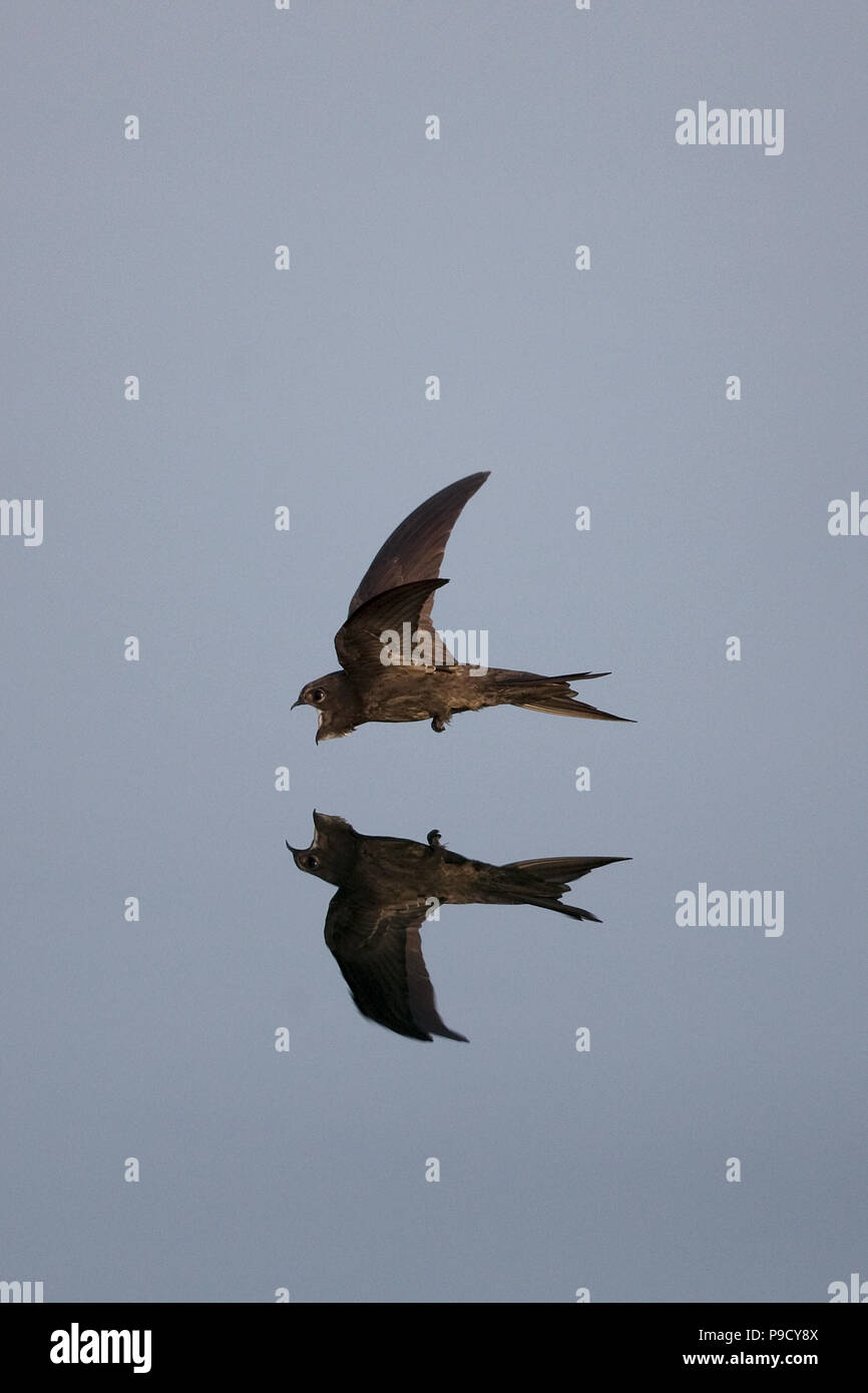 Common Swift (Apus apus Stock Photo - Alamy