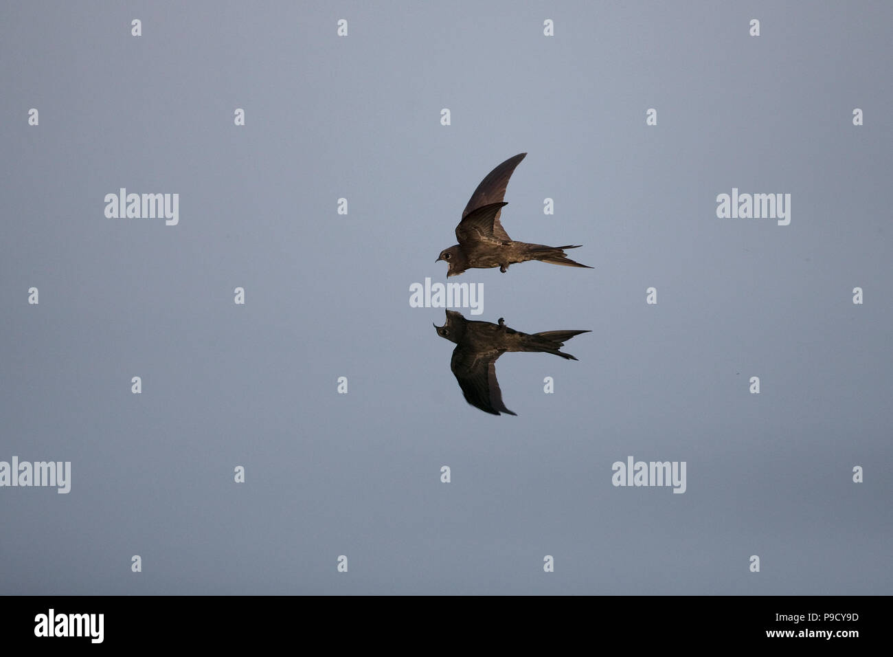 Common Swift (Apus apus Stock Photo - Alamy