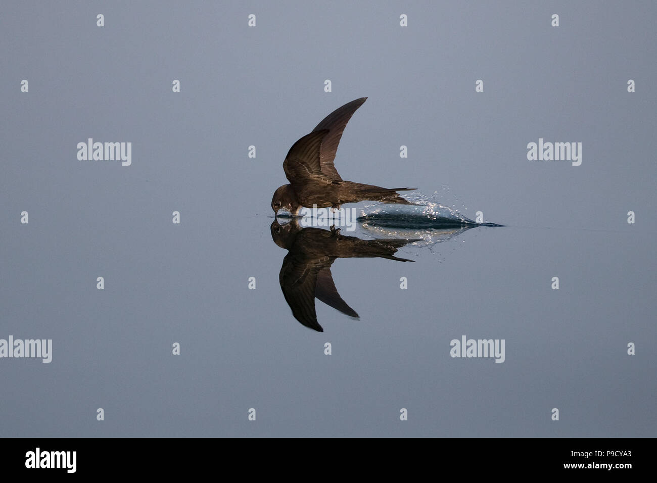 Common Swift (Apus apus Stock Photo - Alamy