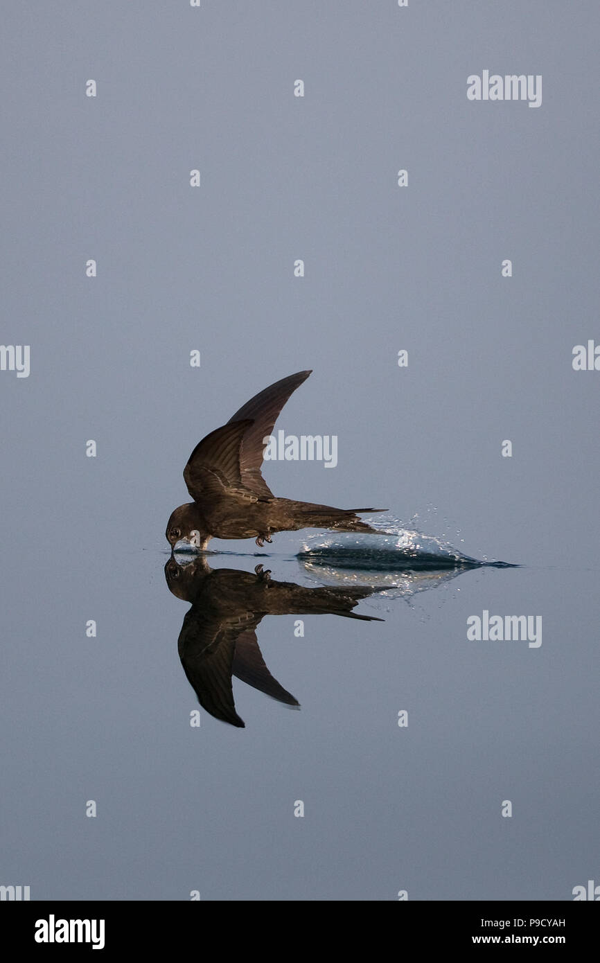 Common Swift (Apus apus Stock Photo - Alamy