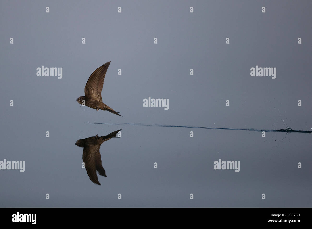 Common Swift (Apus apus Stock Photo - Alamy