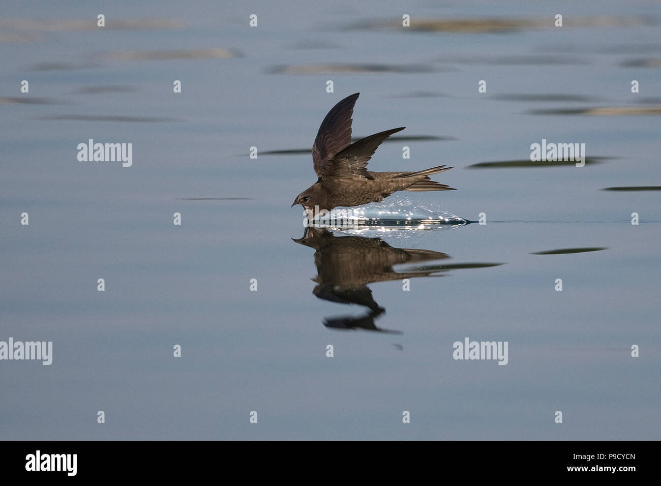Common Swift (Apus apus Stock Photo - Alamy