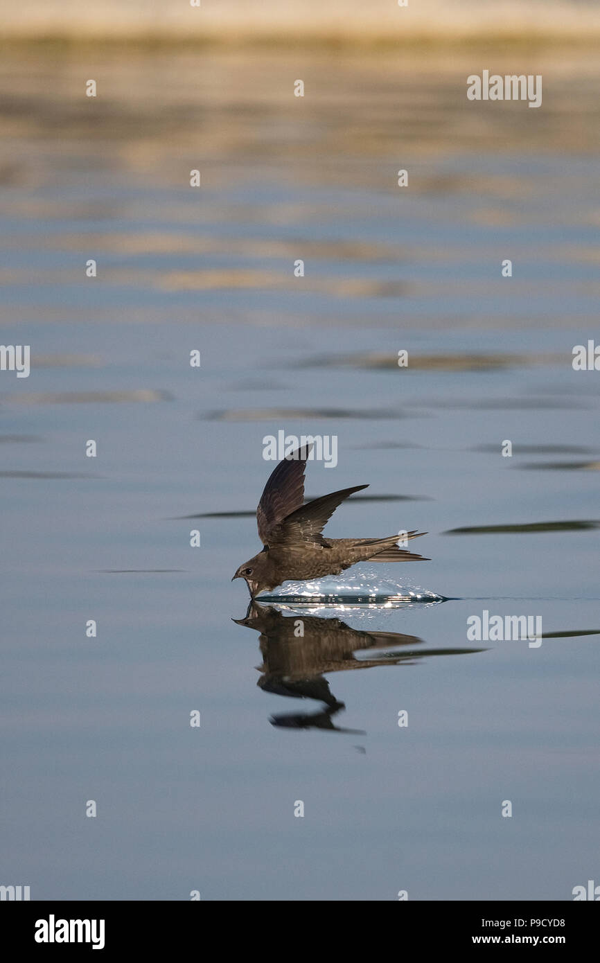 Common Swift (Apus apus Stock Photo - Alamy