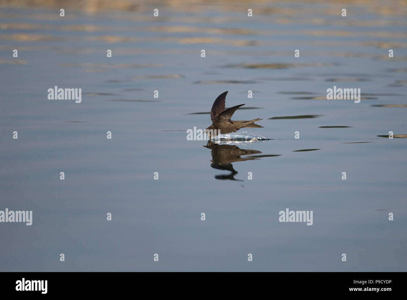Common Swift (Apus apus Stock Photo - Alamy