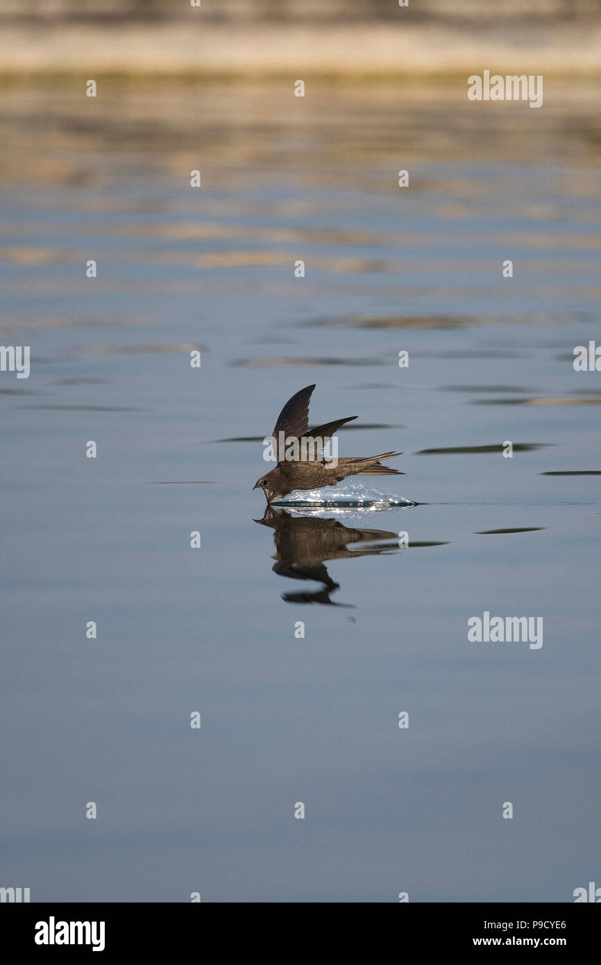 Swift hi-res stock photography and images - Alamy