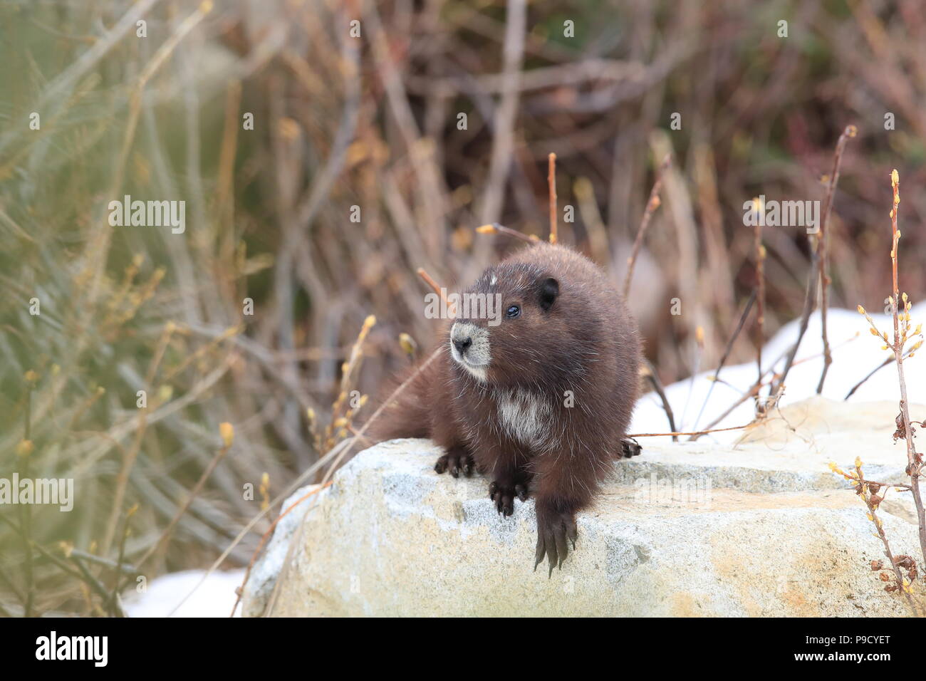 Vancouver Island Marmot, Marmota vancouverensis,Mount Washington ...
