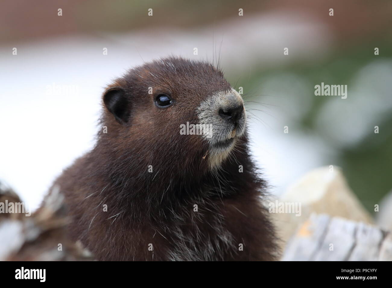 Vancouver Island Marmot, Marmota vancouverensis,Mount Washington ...