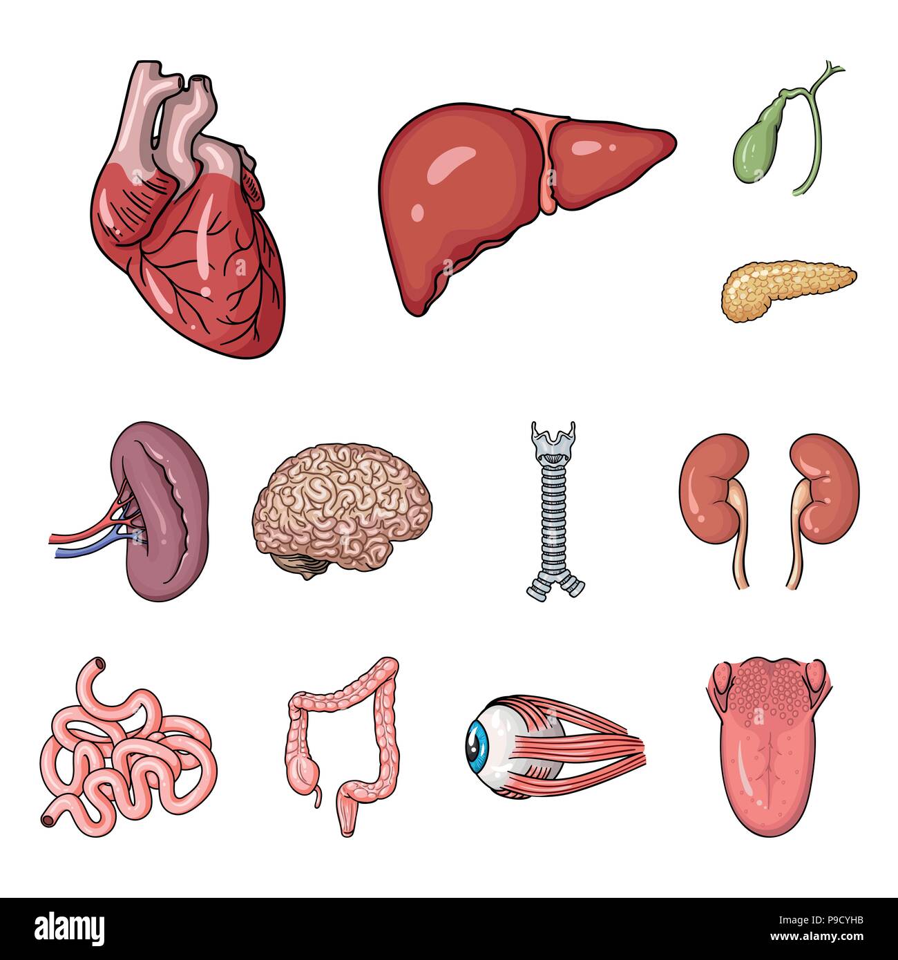 Human organs cartoon icons in set collection for design. Anatomy and ...