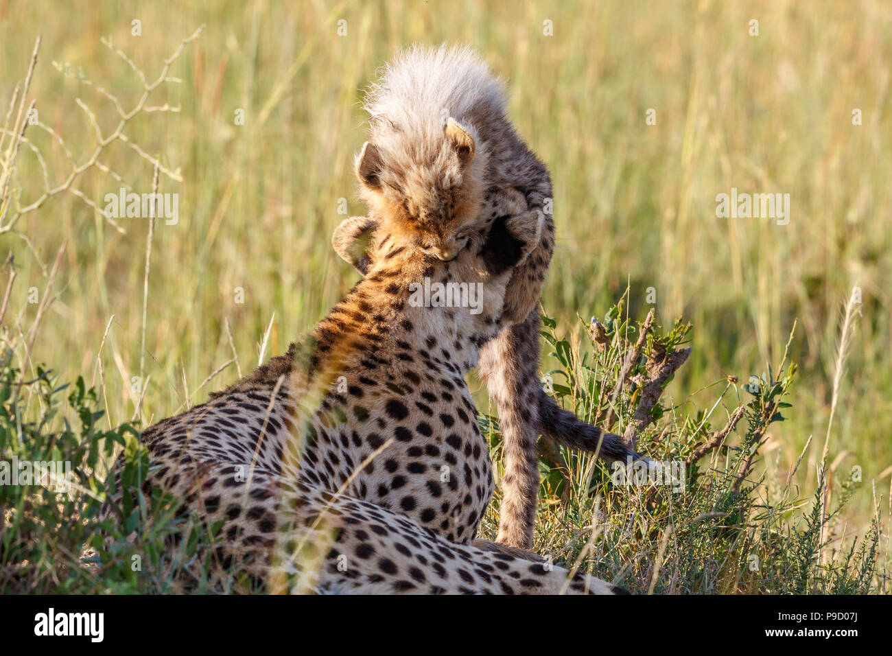 Playful Cheetah cub playing with his mother Stock Photo - Alamy