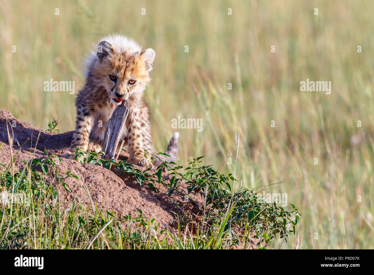 Fluffy Cheetah Cub High Resolution Stock Photography and Images - Alamy