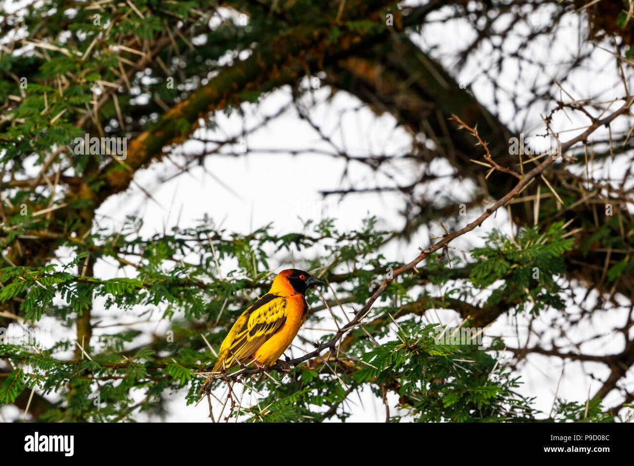 Weaver bird in thorn tree hi-res stock photography and images - Alamy