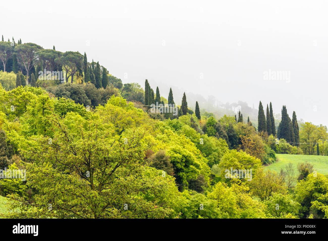 Deciduous forest with tree tops on a hillside with mist Stock Photo - Alamy
