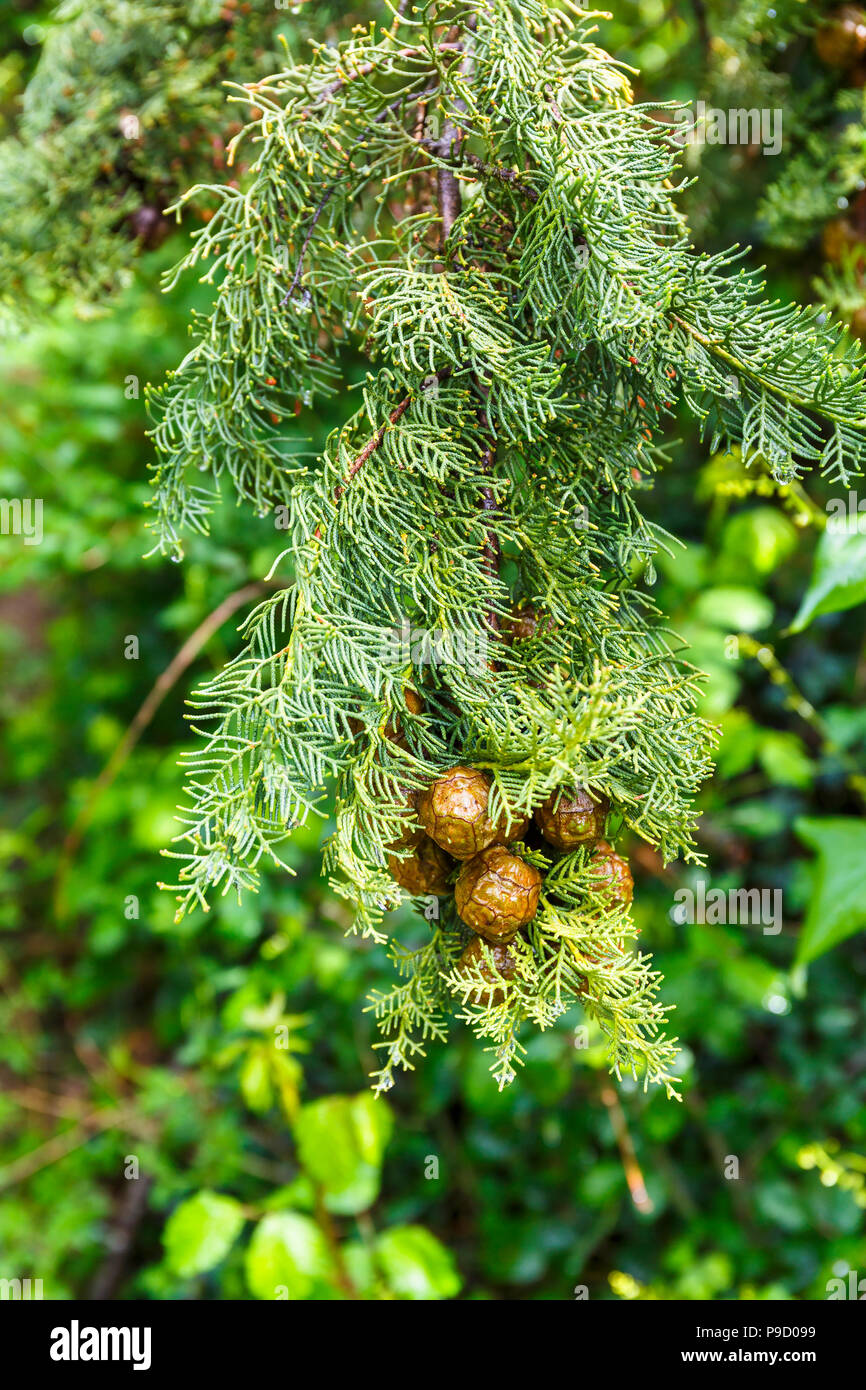Brown Cypress cone on a branch Stock Photo - Alamy