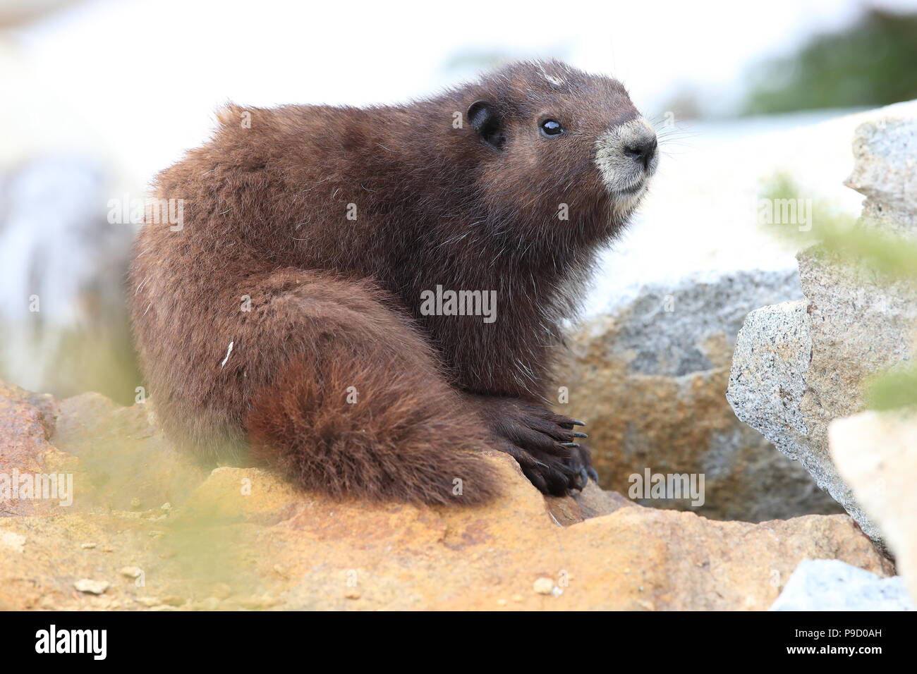 Vancouver Island Marmot, Marmota vancouverensis,Mount Washington ...