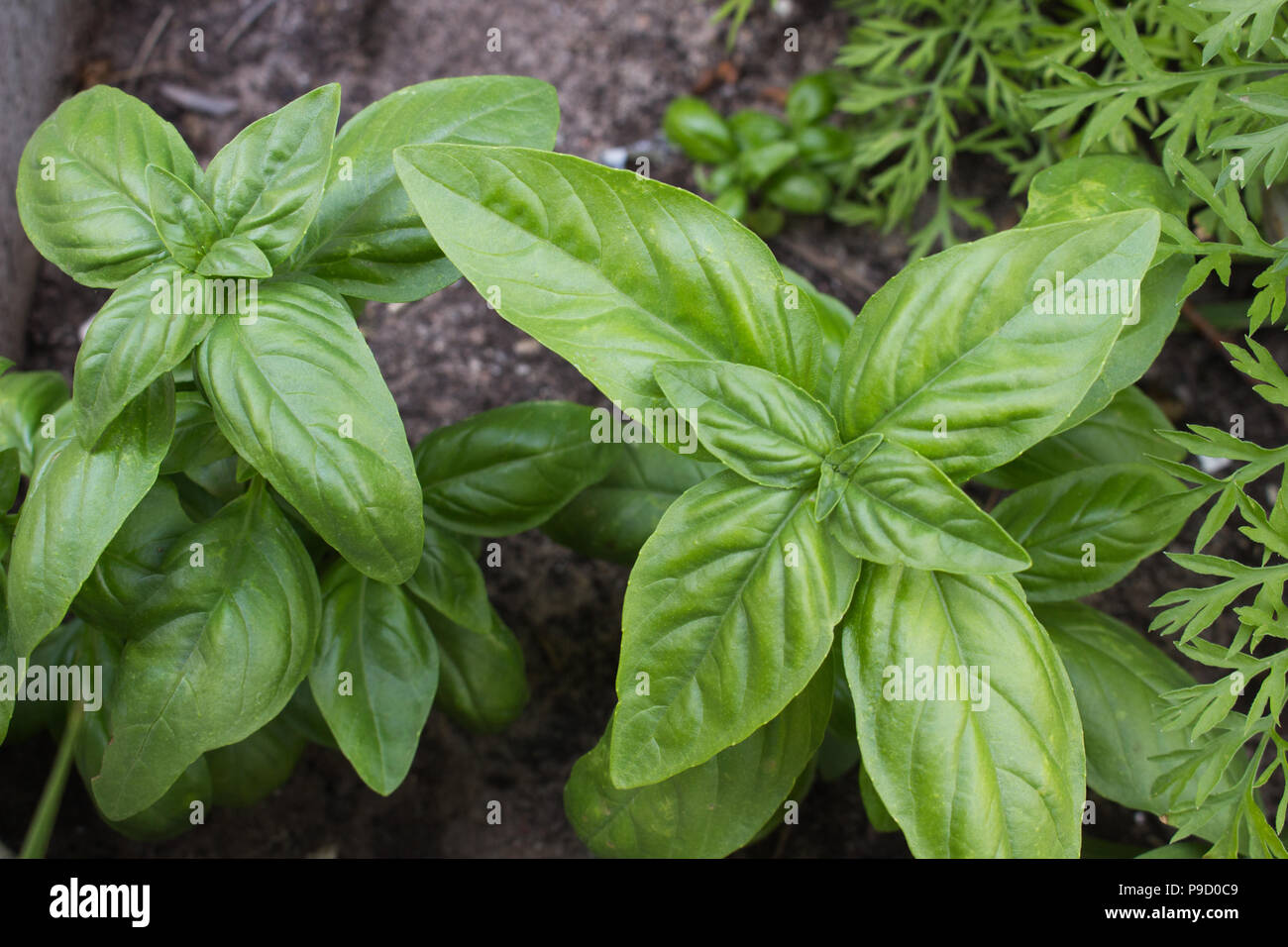 Sweet, savory, Genovese basil growing organically in a raised bed ...