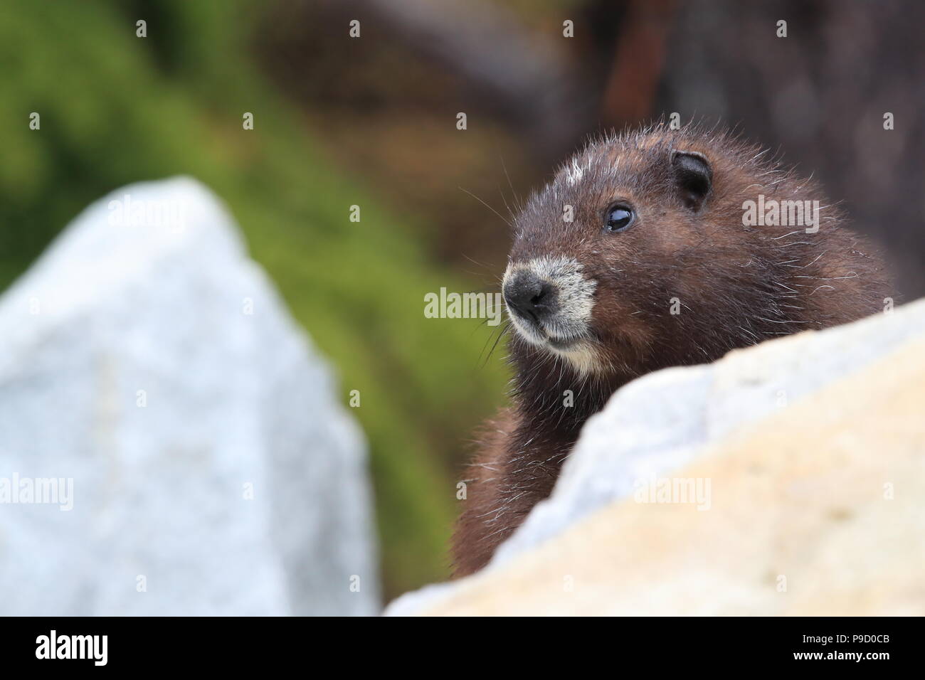 Vancouver Island Marmot, Marmota vancouverensis,Mount Washington ...