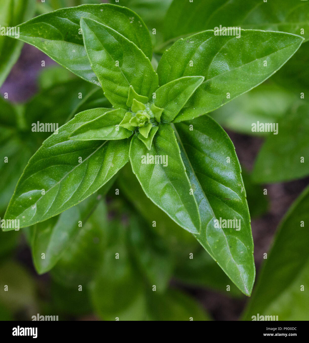 Ocimum basilicum genovese hi-res stock photography and images - Alamy
