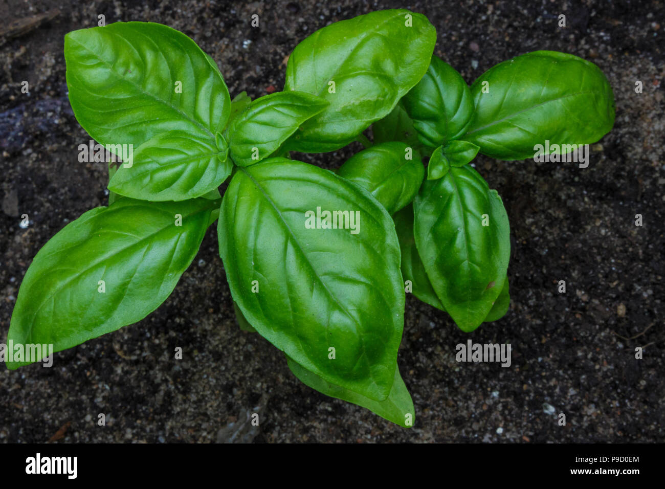 Ocimum Basilicum Genovese High Resolution Stock Photography and Images ...