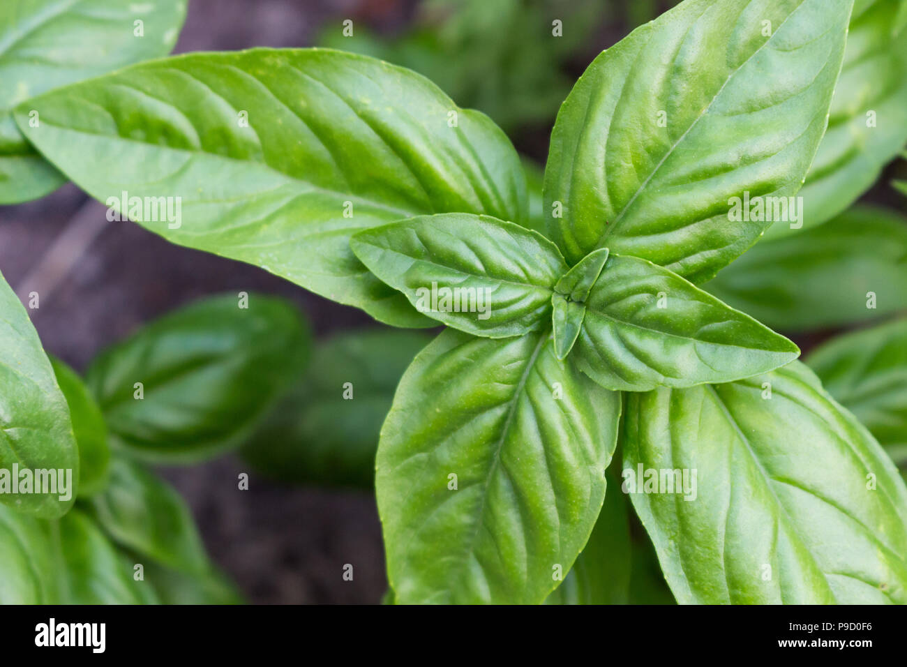 Sweet and savory hi-res stock photography and images - Alamy