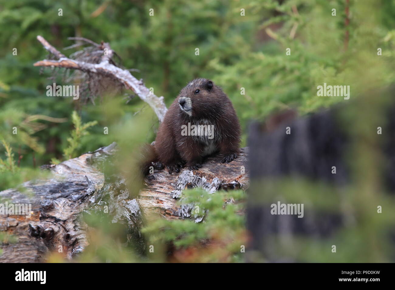 Vancouver Island Marmot, Marmota vancouverensis,Mount Washington ...